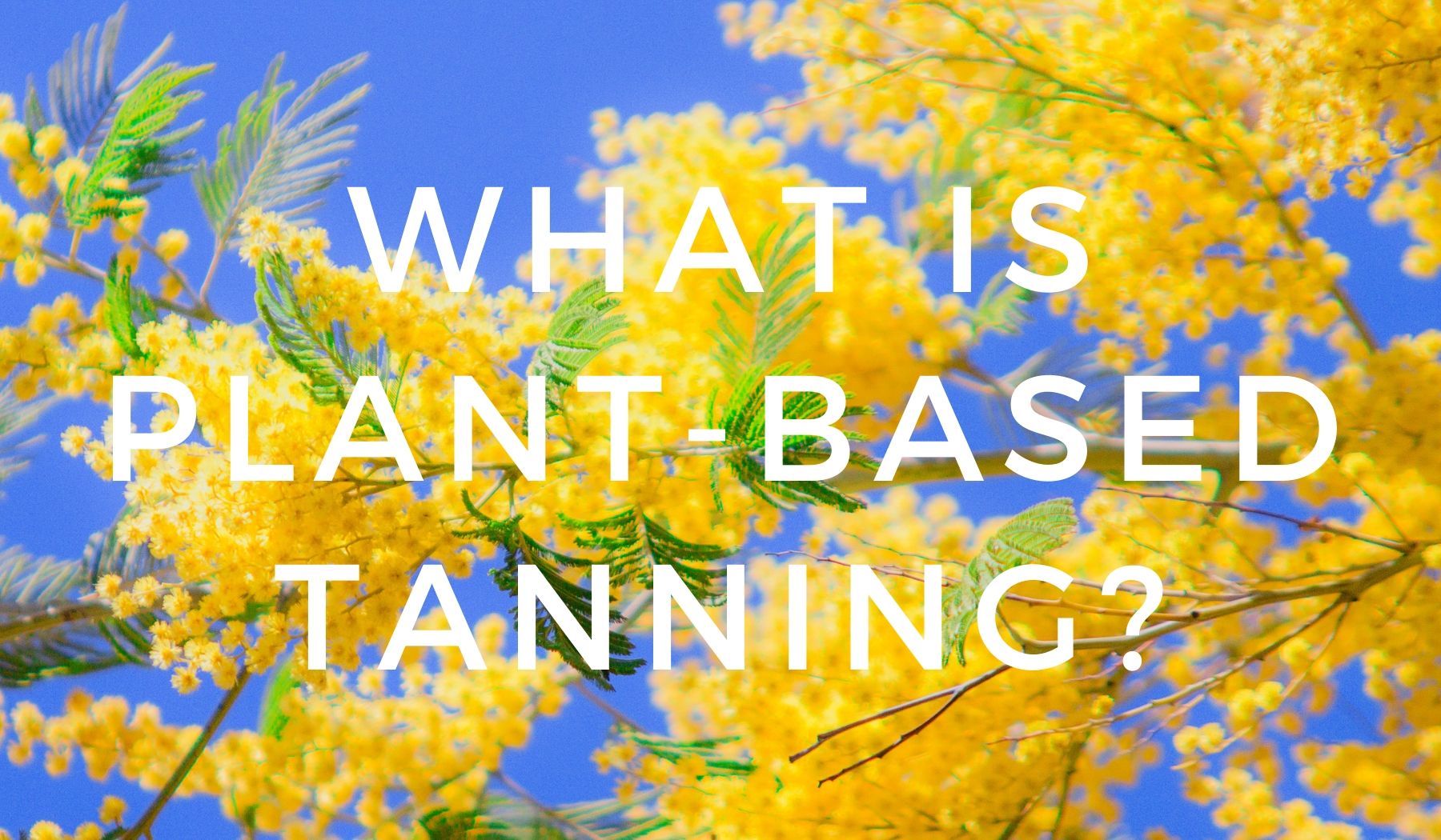 Our Guide To Sustainable & Natural, Plant-Based Leather Tanning ...